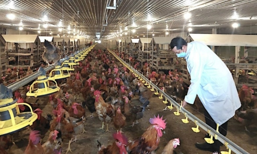 Forming disease-free zones for exporting animal products – Vietnam ...