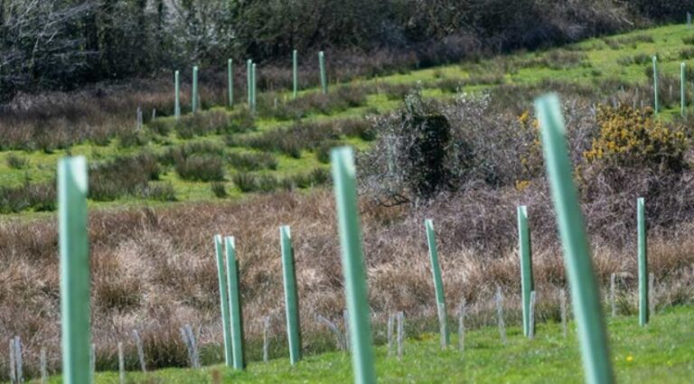 Silvopasture: What it is and how it benefits livestock farming ...