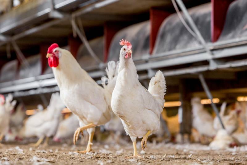 Good animal welfare and environmental score for French poultry ...