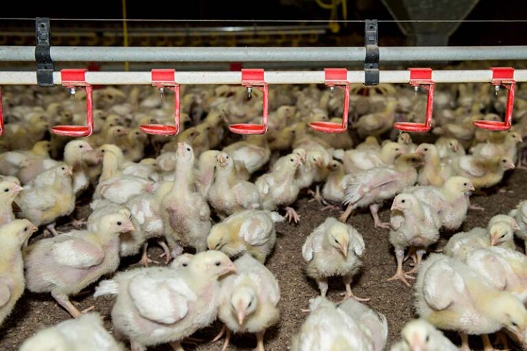 Poland’s poultry industry at the turn of the tide – Vietnam LiveStock ...